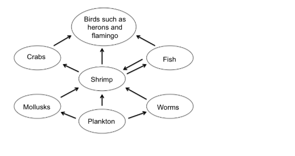 Examine the diagram of the food web | StudyX