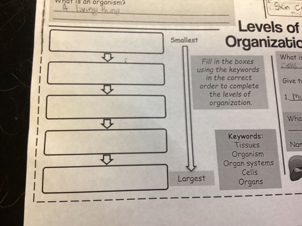 Levels of Organization Fill in the boxes | StudyX