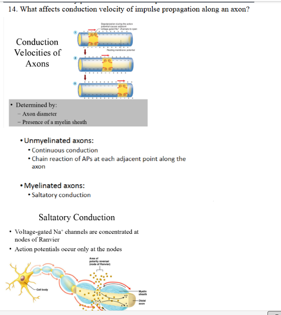 14. What affects conduction velocity of | StudyX