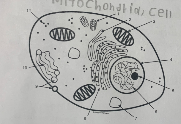 Label Structures 3, 4, 6, and 11 in the | StudyX