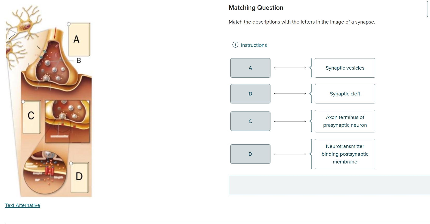 Match the descriptions with the letters in | StudyX