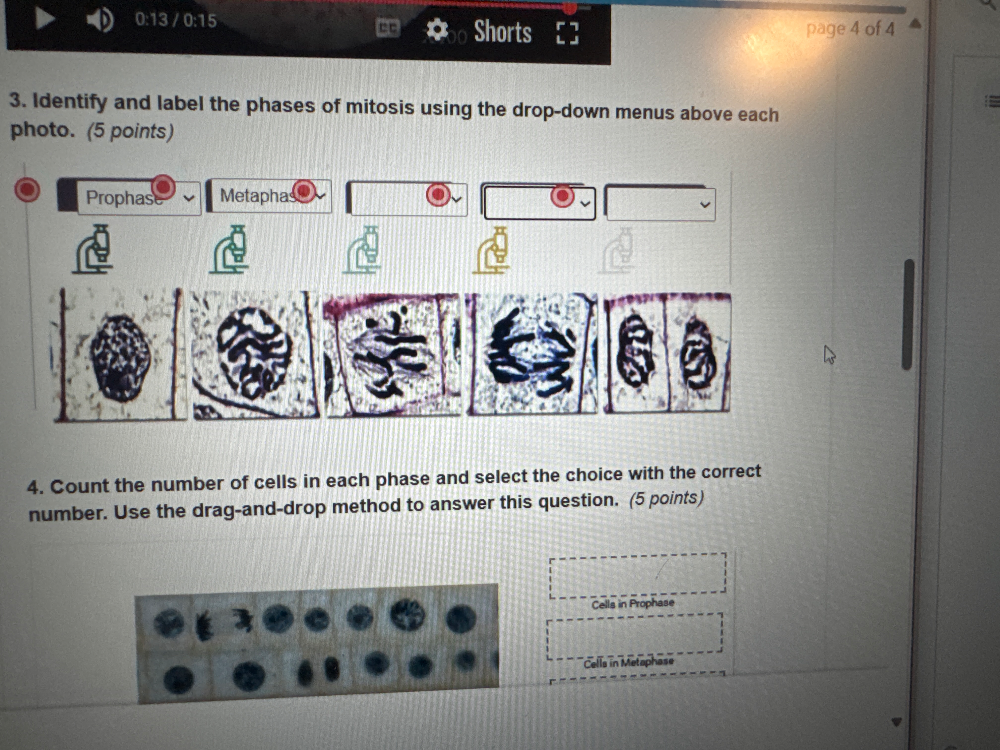 3. Identify and label the phases of mitosis | StudyX