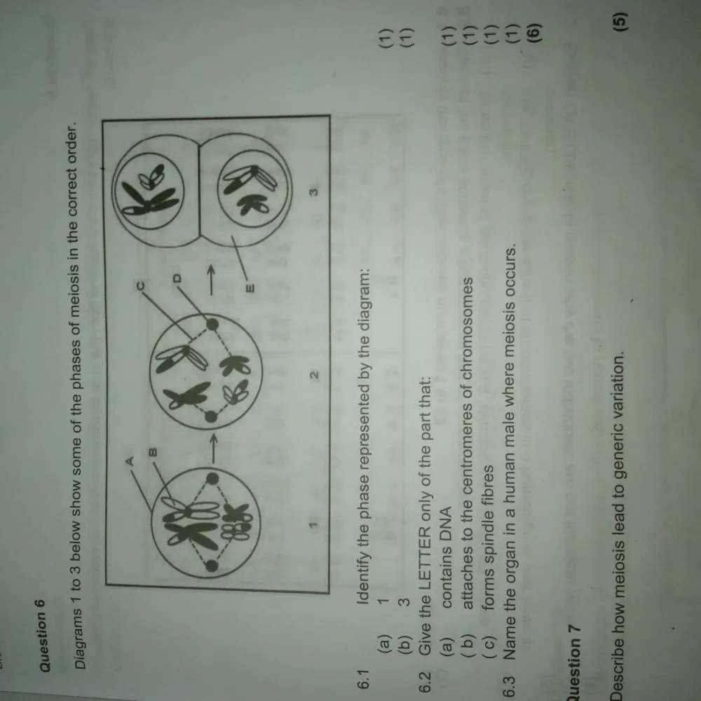 Question 6 Diagrams 1 to 3 below show some | StudyX