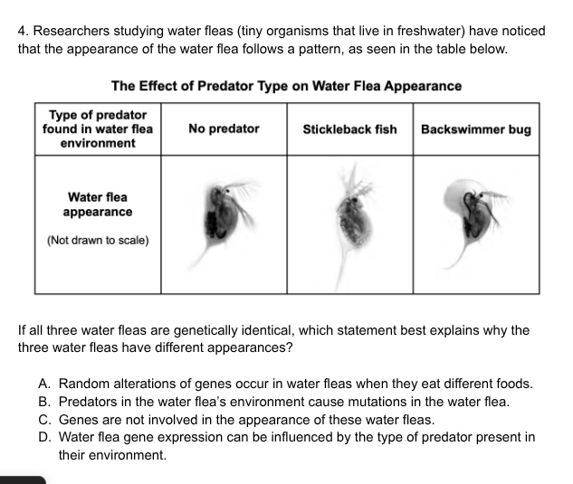4 Researchers studying water fleas (tiny | StudyX