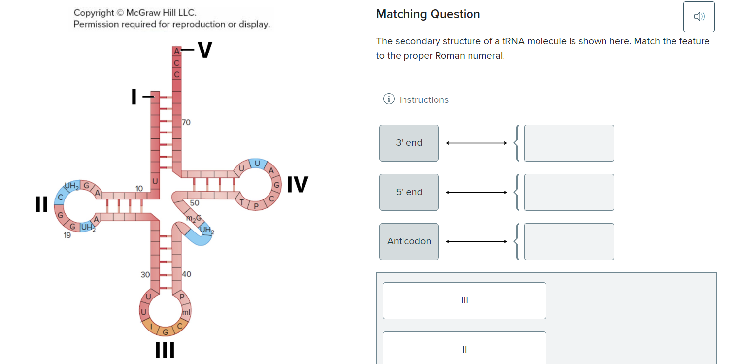 The secondary structure of a tRNA molecule | StudyX