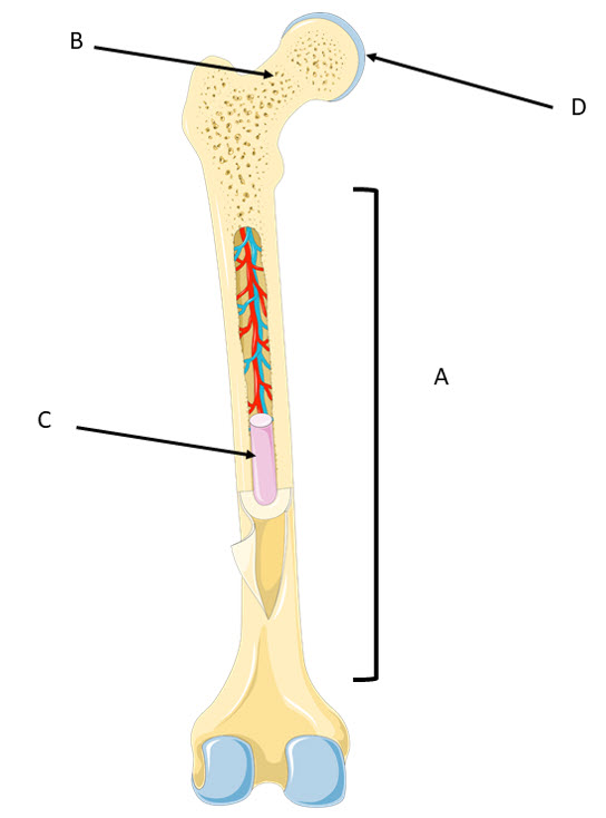 Identify structure D on the following | StudyX