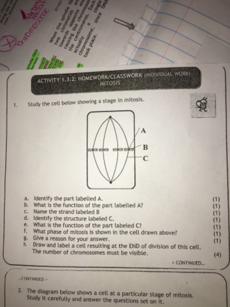 ACTIVITY 132 HOMEWORK/CLASSWORK (INDIVIDUAL | StudyX