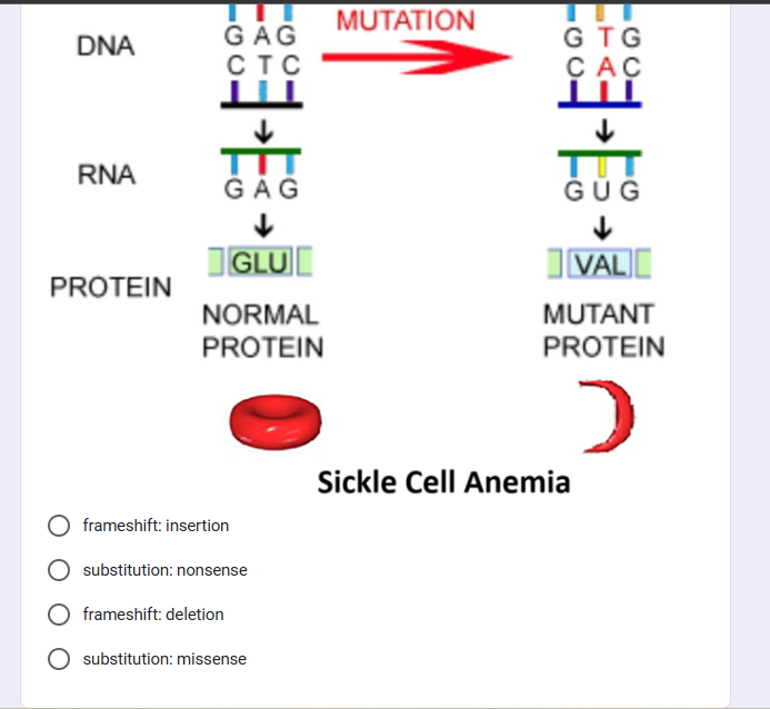 MUTATION GAG DNA GTG CTC CAC --- RNA GAG | StudyX
