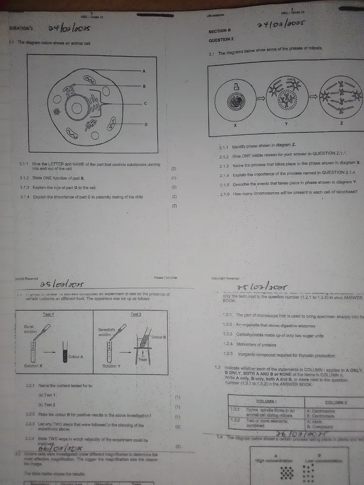 3.1 The diagram below shows an animal cell | StudyX
