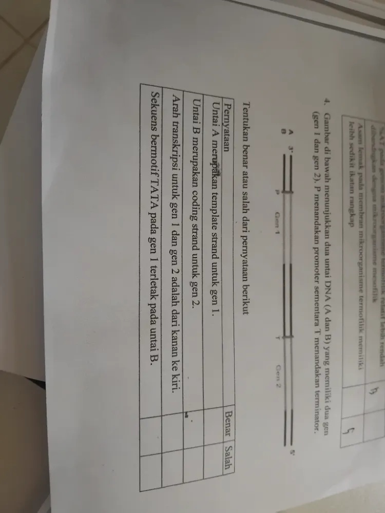 4 Gambar di bawah menunjukkan dua untai DNA | StudyX