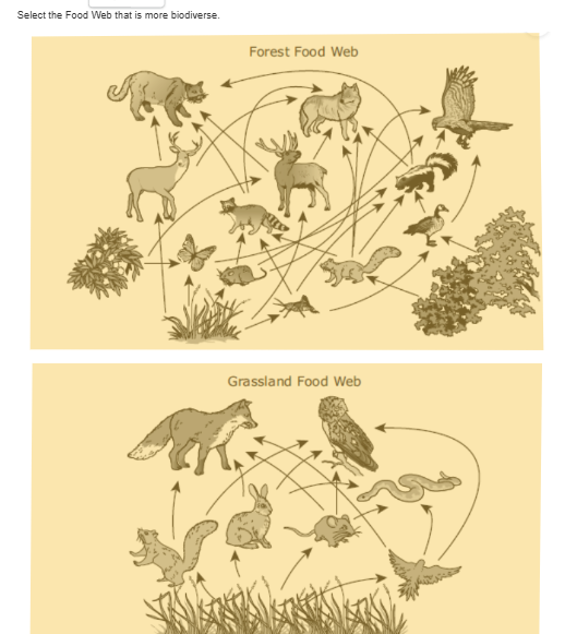 Select the Food Web that is more biodiverse | StudyX