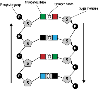 A diagram of a section of DNA is shown. | StudyX