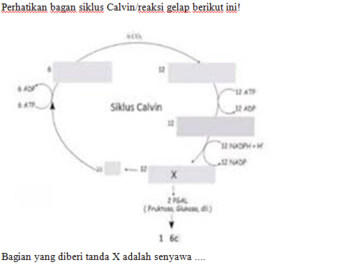 Perhatikan bagan siklus Calvin/reaksi gelap | StudyX