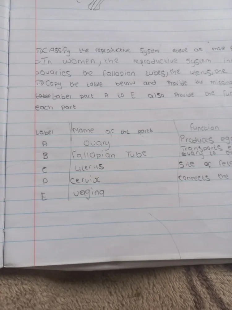 Classify the reproductive System above as | StudyX