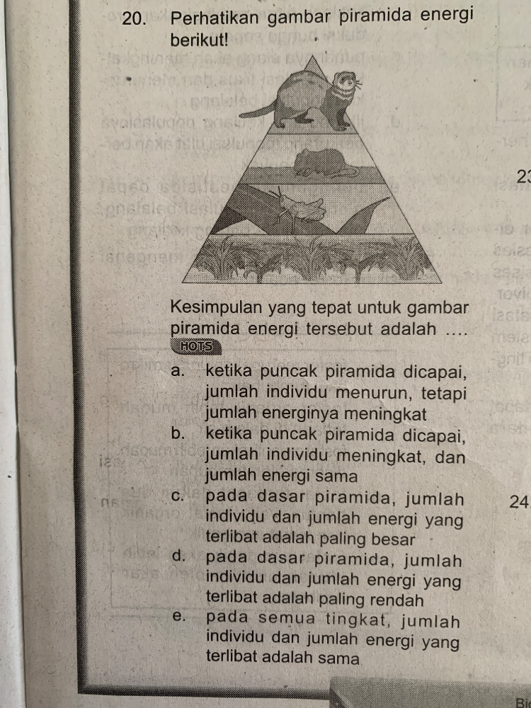 20. Perhatikan gambar piramida energi | StudyX