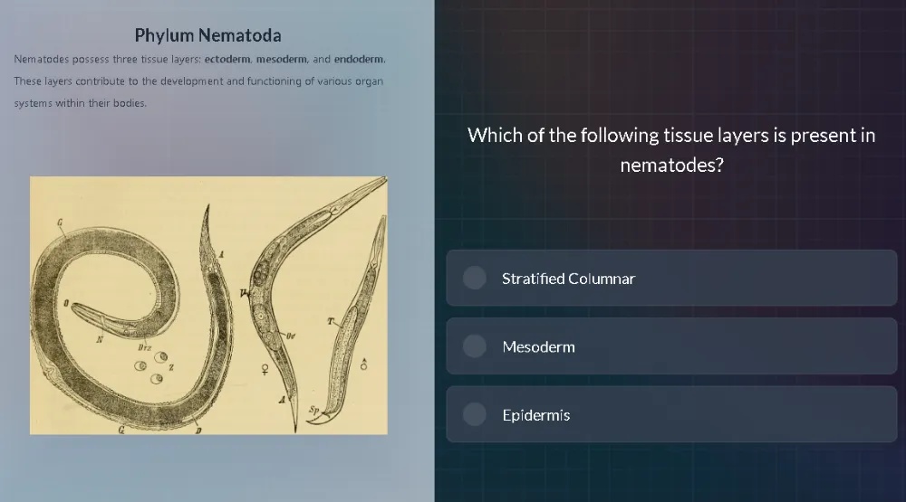 Phylum Nematoda Nematodes possess three | StudyX