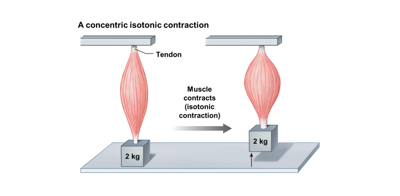 A concentric isotonic contraction Tendon | StudyX