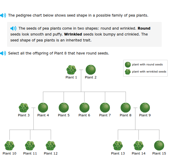 The pedigree chart below shows seed shape in | StudyX