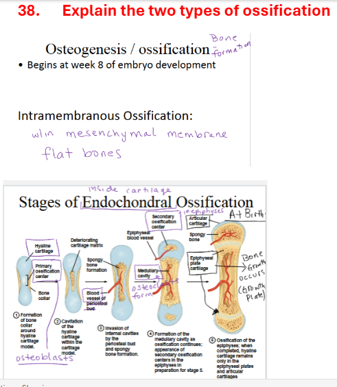 38. Explain the two types of ossification | StudyX