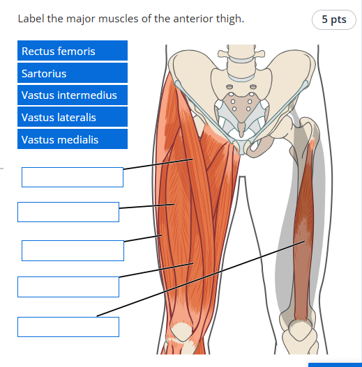 Label the major muscles of the anterior | StudyX