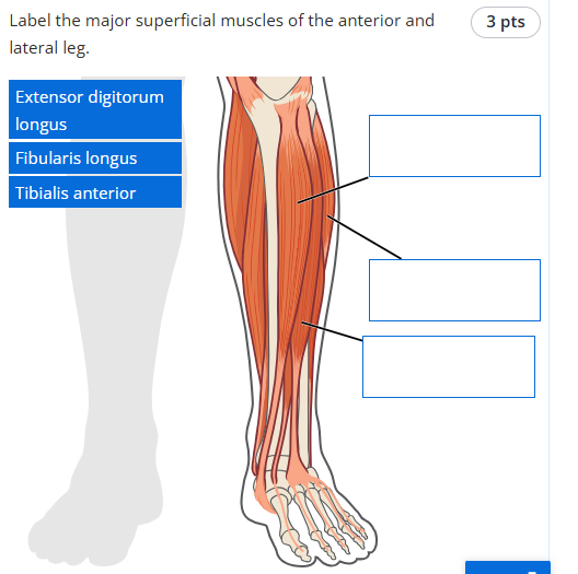 Label the major superficial muscles of the | StudyX