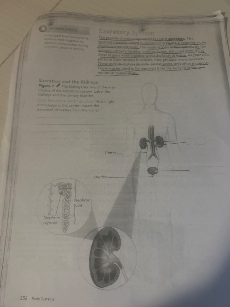 Excretion and the Kidneys Figure 7 The | StudyX
