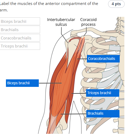 Label the muscles of the anterior | StudyX