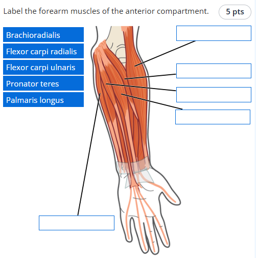 Label the forearm muscles of the anterior | StudyX
