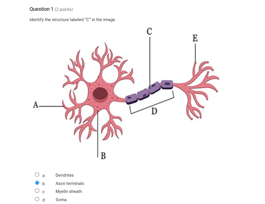 Identify the structure labeled "C" in the | StudyX