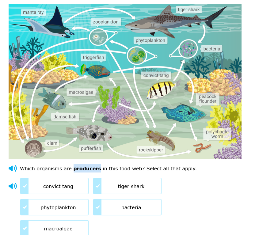 Which organisms are producers in this food