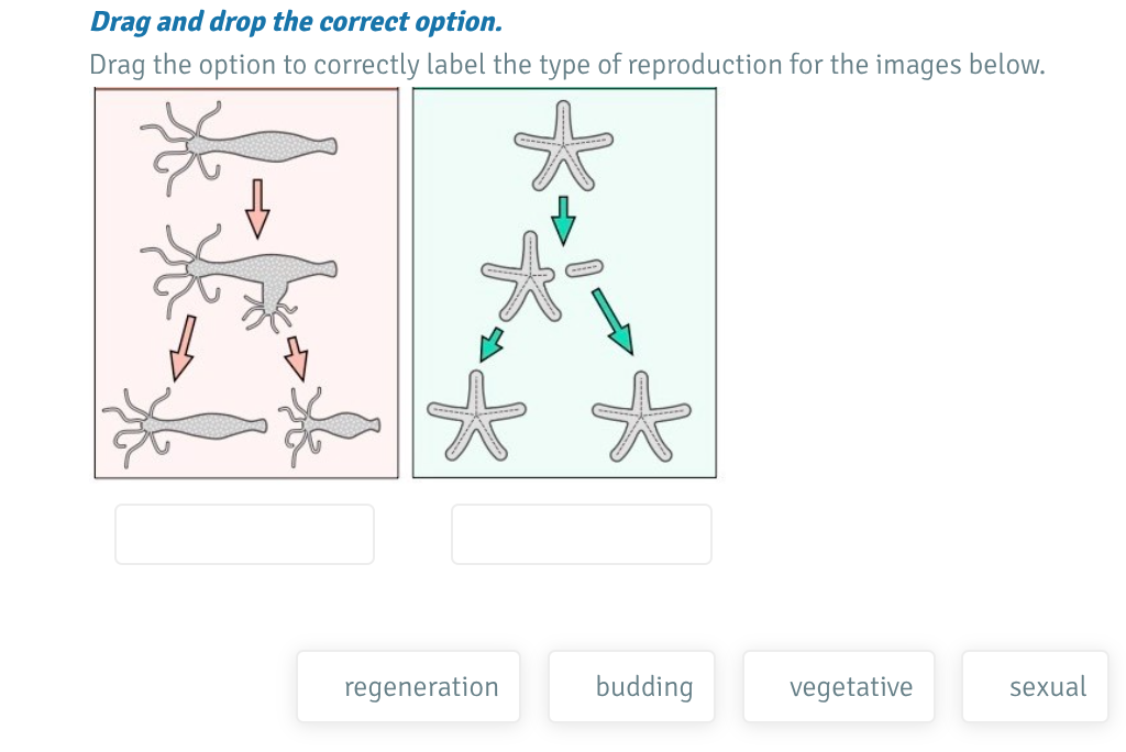 Drag and drop the correct option. Drag the | StudyX