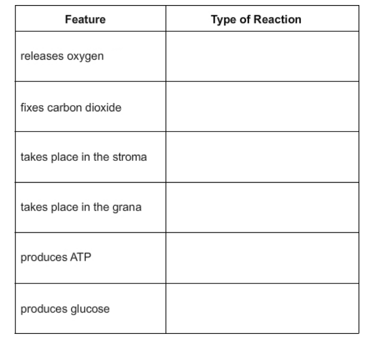 Identify which type of reaction the feature | StudyX