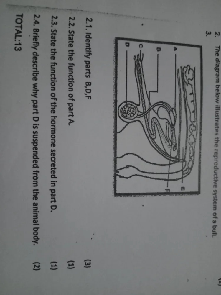 2. The diagram below illustrates the | StudyX