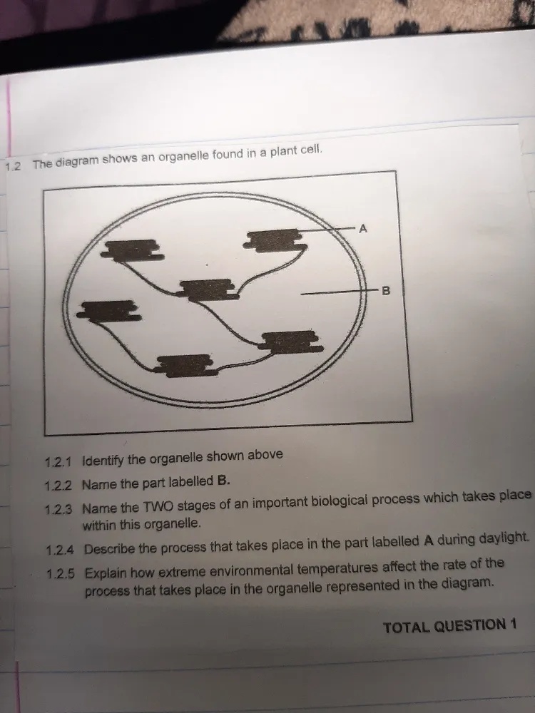 1. 2 The diagram shows an organelle found | StudyX