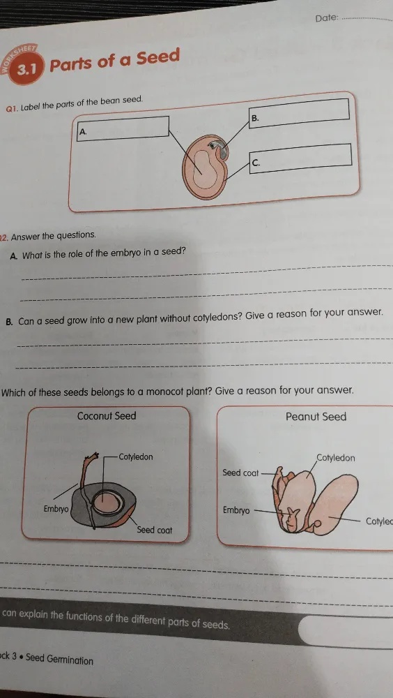 Q1. Label the parts of the bean seed. A. | StudyX