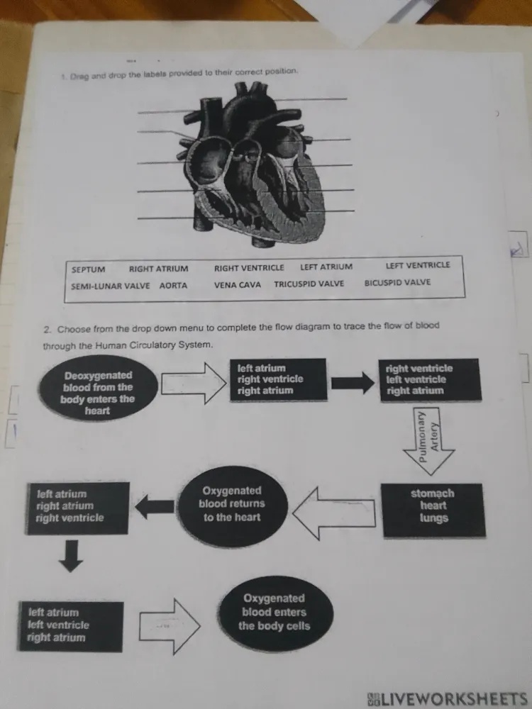 1. Drag and drop the labels provided to | StudyX