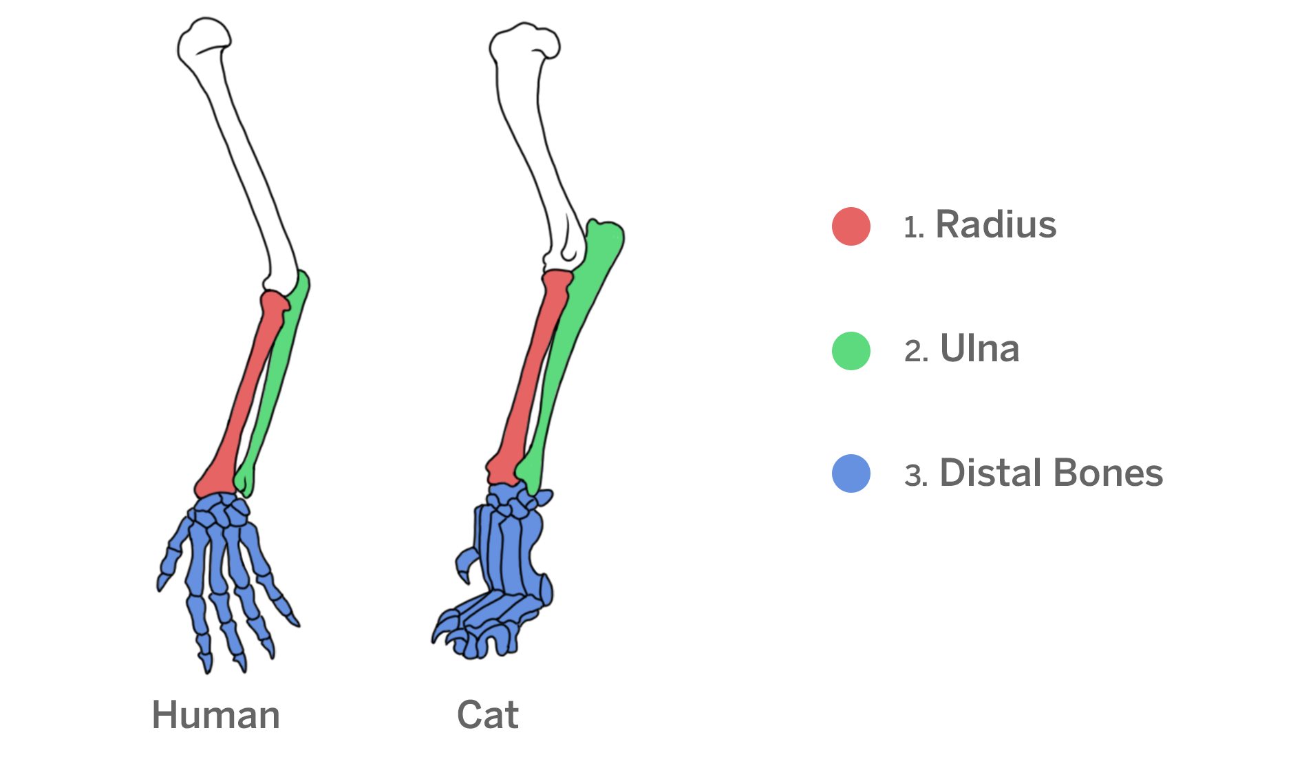 Differences in Body Structures This | StudyX