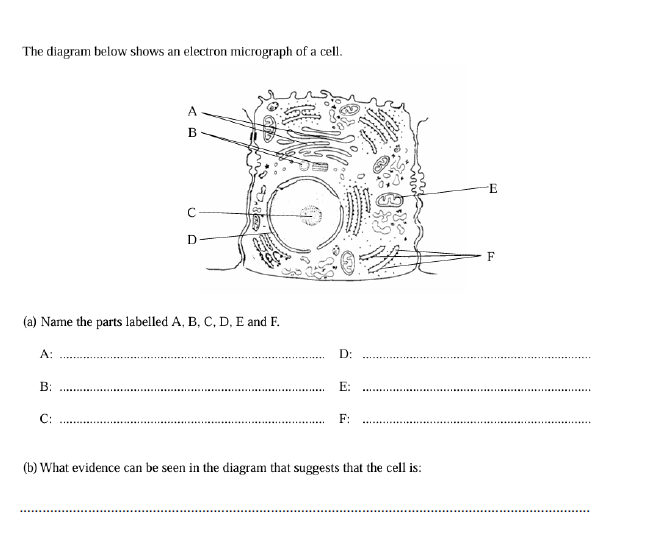 The diagram below shows an electron | StudyX