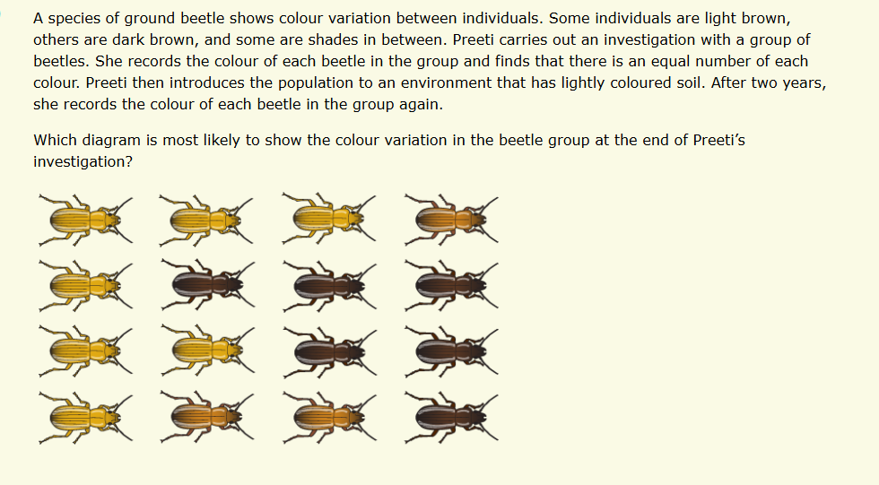 A species of ground beetle shows colour