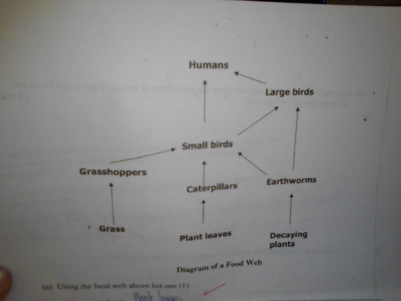 Diagram of a Food Web (a) Using the food | StudyX