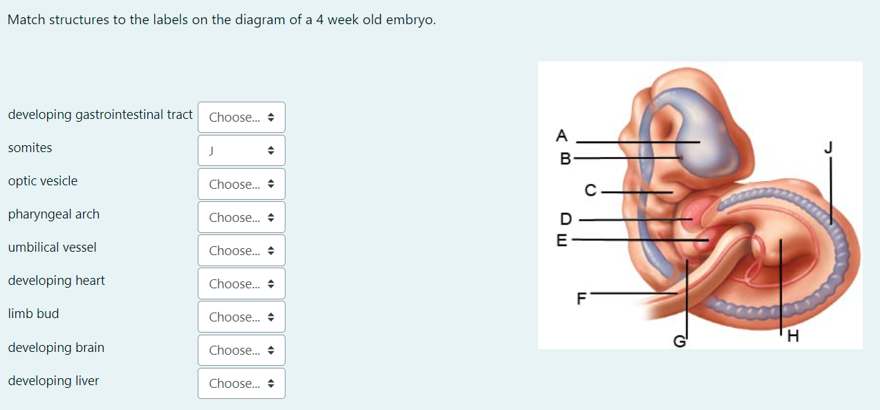 Match structures to the labels on the | StudyX