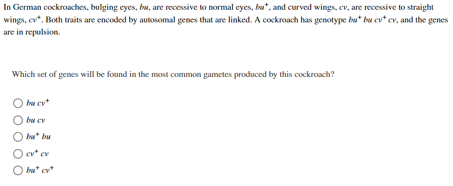 In German cockroaches bulging eyes b u are | StudyX