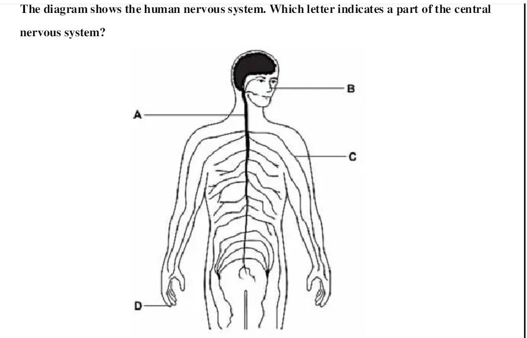 The diagram shows the human nervous system | StudyX