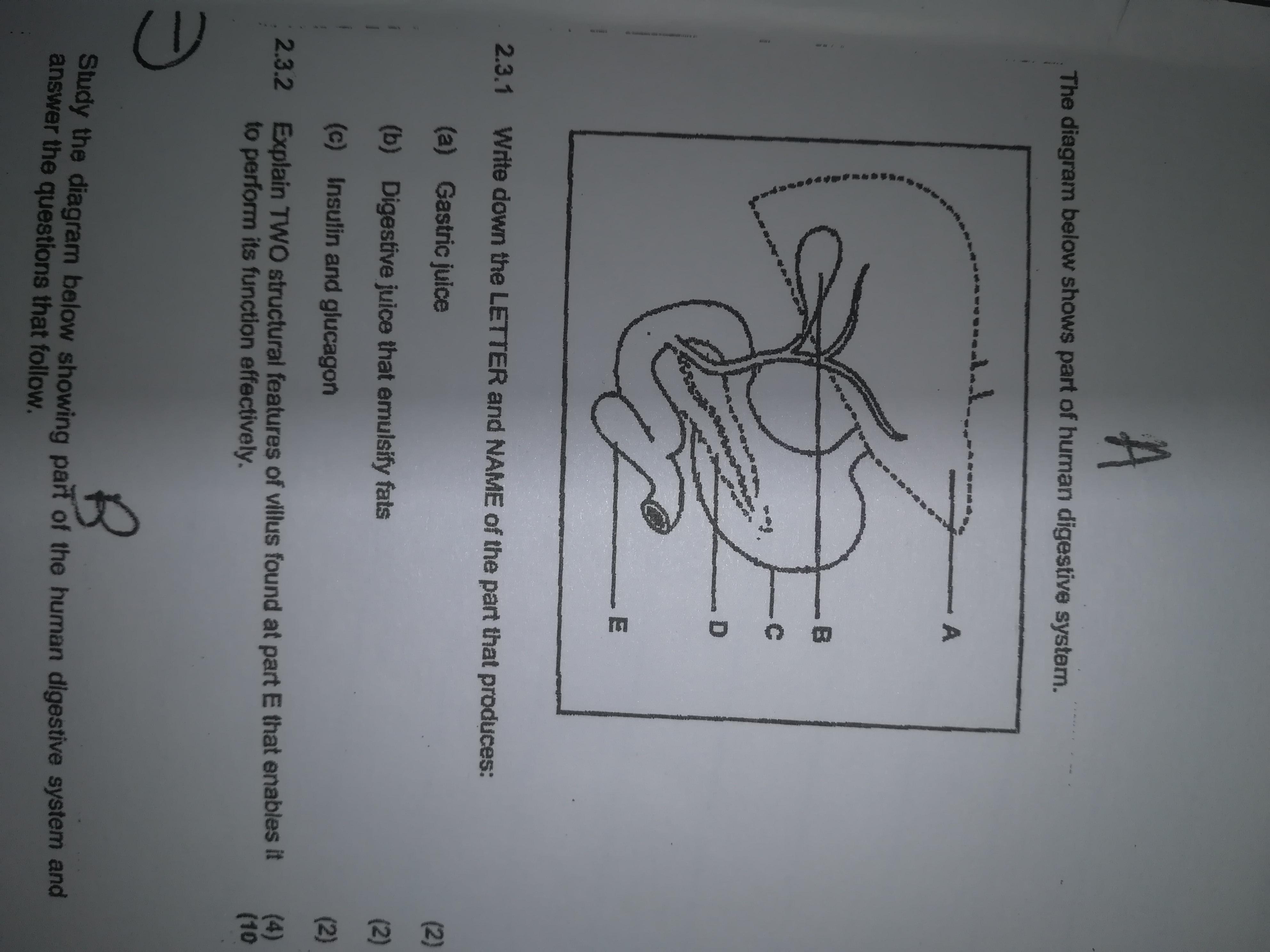 The diagram below shows part of human | StudyX