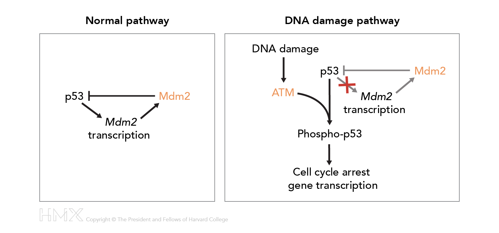 Recall the p53 signaling pathway which | StudyX