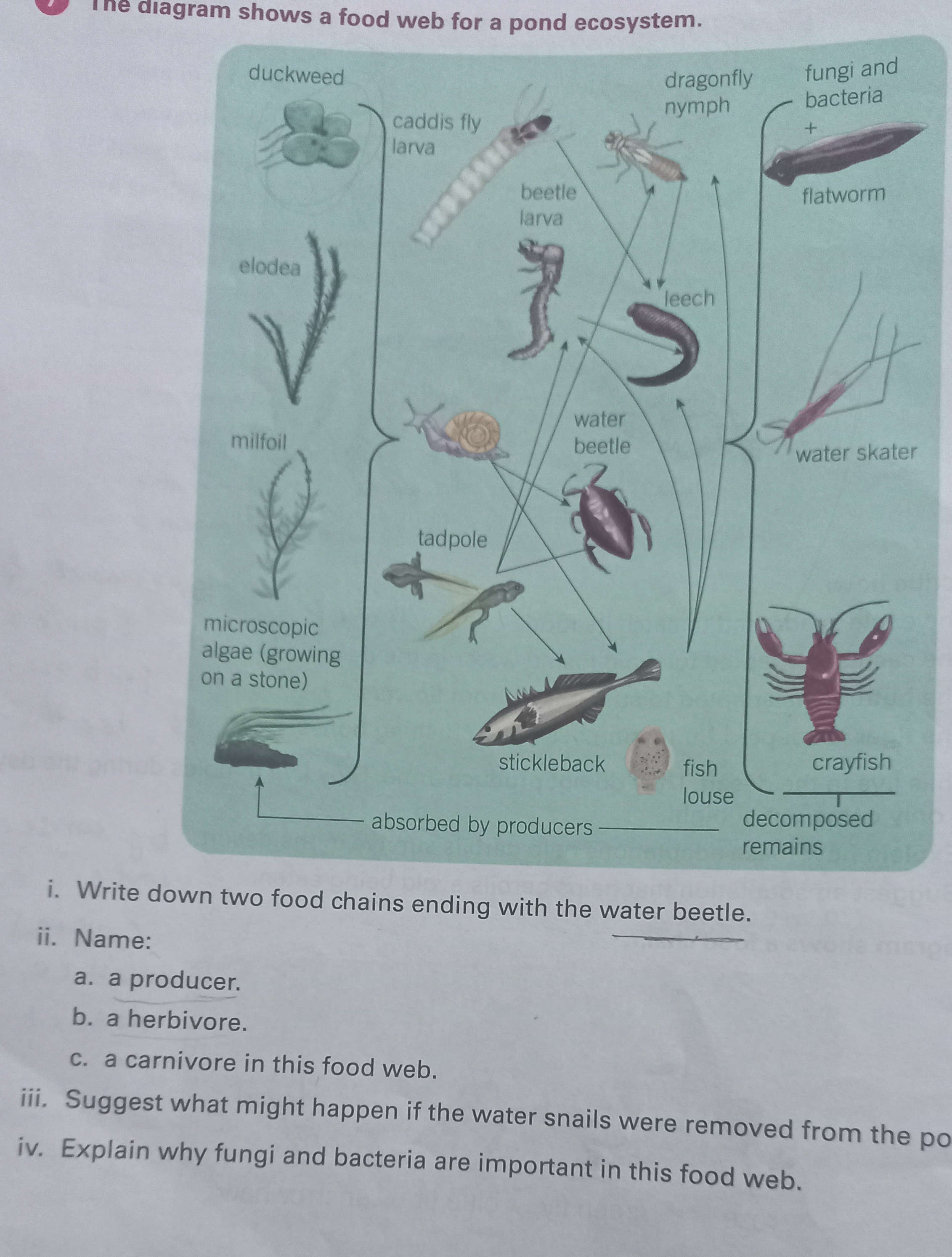 The diagram shows a food web for a pond
