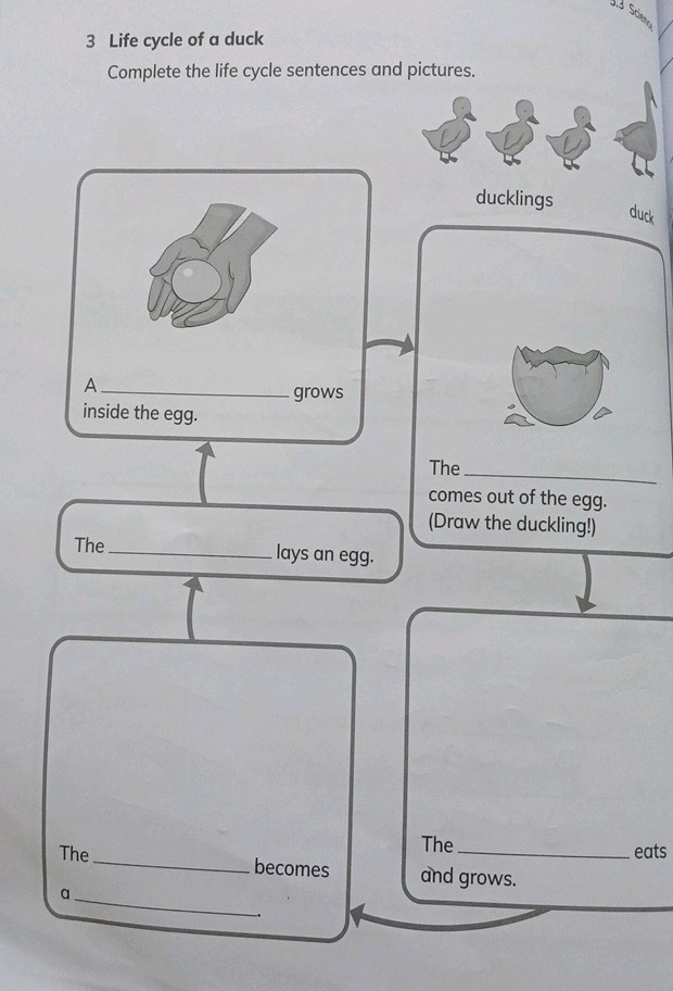 3 Life cycle of a duck Complete the life | StudyX