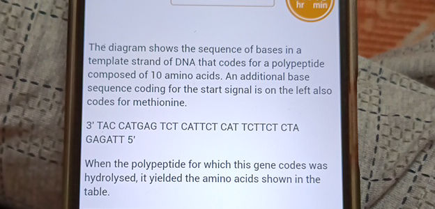 The diagram shows the sequence of bases in a | StudyX