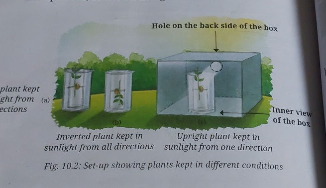 Fig 102 Set-up showing plants kept in