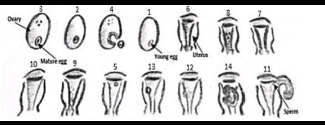 The image contains a series of diagrams | StudyX